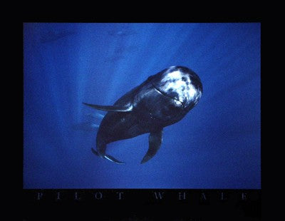 Pilot Whale by Bob Talbot | 24 x 31 Art Print