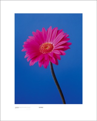 Gerbera, Magenta on Reflex Blue by Masao Ota | 19 3/4 x 15 3/4 Art ...