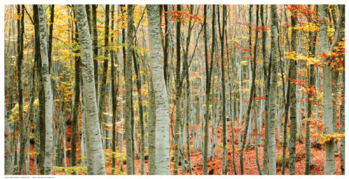 Beech Forest by Mavroudakis | 10 ½ x 20 ½ Art Print