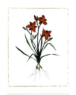 Ruby Throat Daylily by Morgan Kari | 11 3/4 x 9 1/2 Art Print